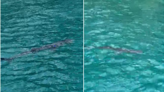 Luxo à beira-mar e susto na água: Animal marinho surge na Baía de Todos ...